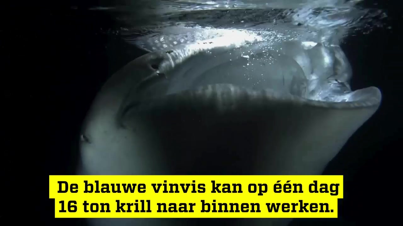 Megalodonhaai Versus Reuzenoctopus Monsterhaai Joeg Op Potvissen